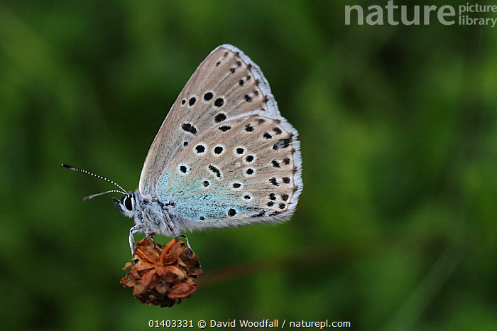Stock photo of Large blue butterfly (Phengaris arion), a re-introduced ...