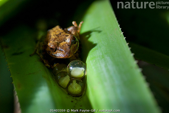 Stock photo of Fiji Tree Frog (Platymantis vitiensis) with eggs laid in ...
