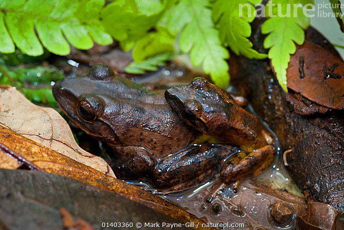 Stock photo of Fiji Ground Frogs (Platymantis vitianus) mating pair ...