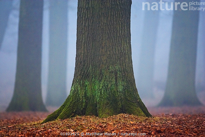 Stock photo of Base of large Oak tree in Richmond Park, London, UK ...