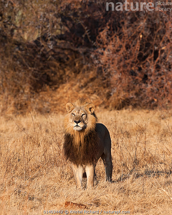 Female Lions With Manes