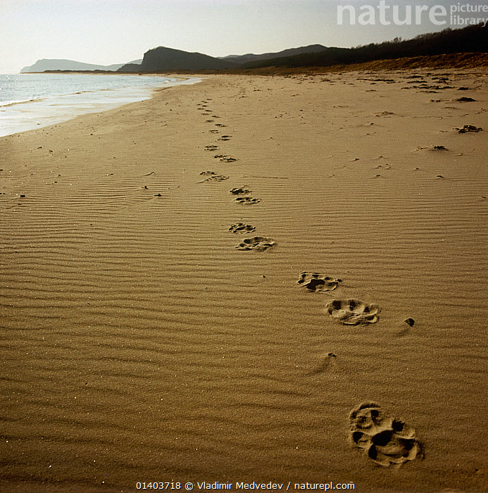 Stock photo of Footprints of an Amur / Siberian tiger (Panthera tigris ...