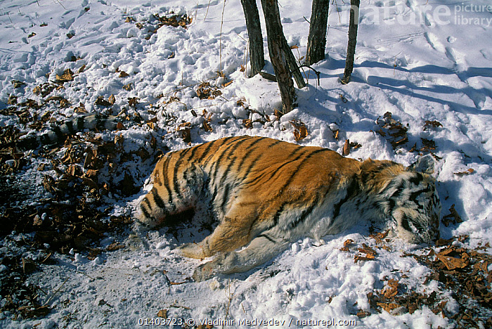 Stock photo of Dead male Amur / Siberian tiger alongside a road after ...