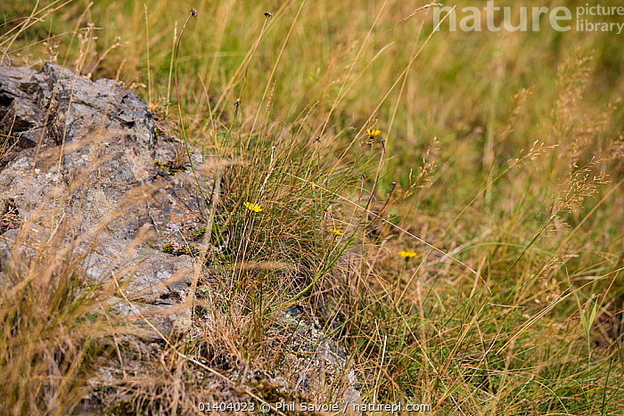 Stock photo of Meadow grasses and flowers over igneous rocks. Stanner ...
