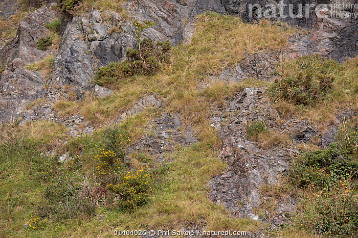 Stock photo of Meadow grasses and flowers over igneous rocks. Stanner ...