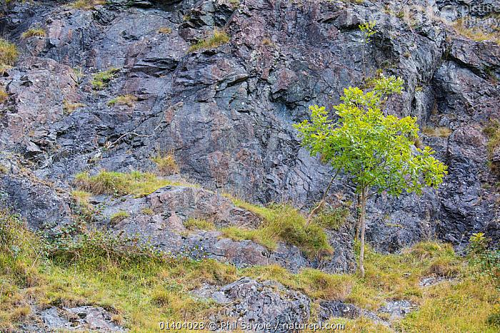 Stock photo of Meadow grasses and shrubs over igneous rocks. Stanner ...