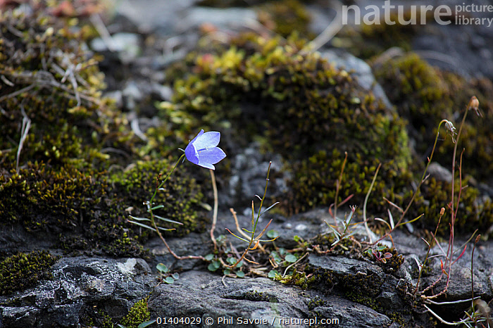 Stock photo of Harebell (Campanula rotundifolia) in flower. Stanner ...