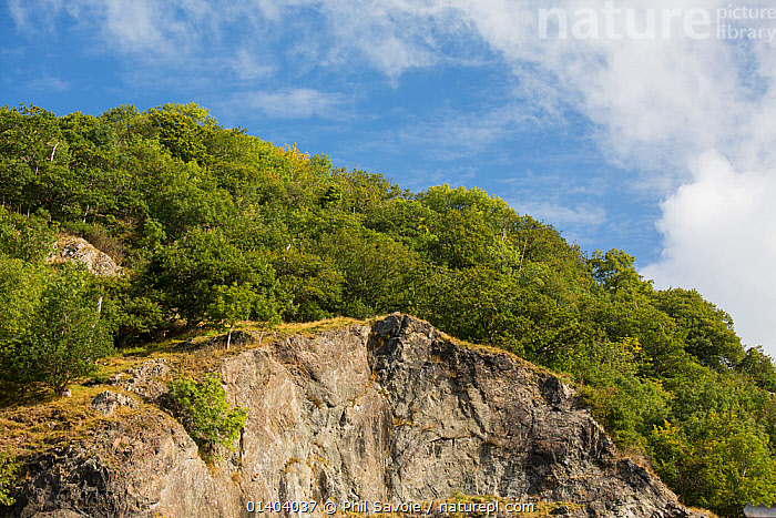 Stock photo of Trees and shrubs above igneous rock outcrop. Stanner ...