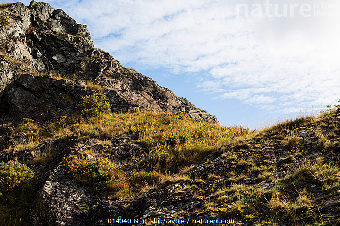 Stock photo of Trees and shrubs above igneous rock outcrop. Stanner ...