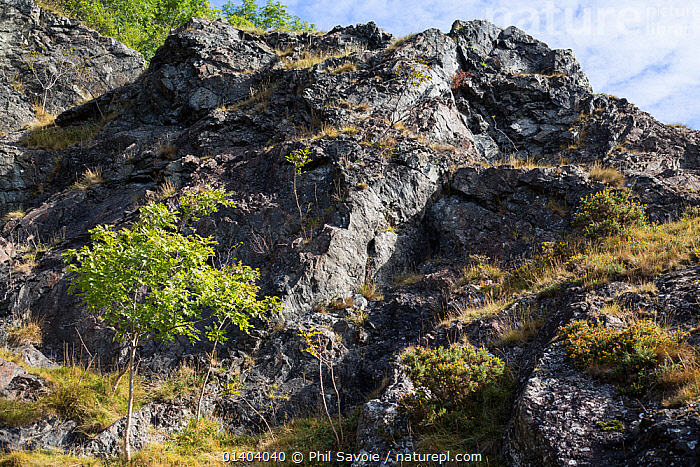 Stock photo of Trees and shrubs above igneous rock outcrop. Stanner ...
