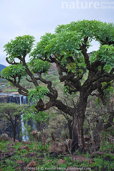 Stock photo of Common Cabbage tree (Cussonia spicata) at Mooi River ...