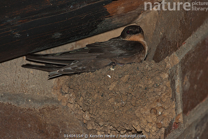 Stock photo of Rock Martin (Ptyonoprogne fuligula), nest at house under ...
