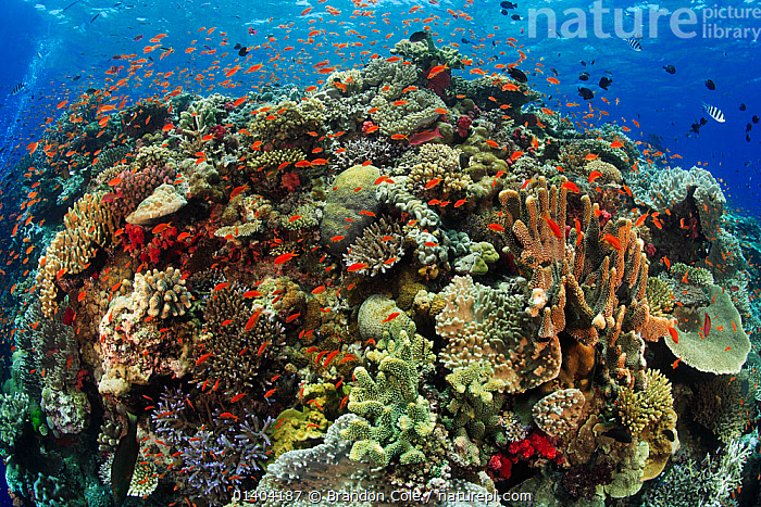 Stock photo of A vibrant, busy coral reef with many species of hard and ...