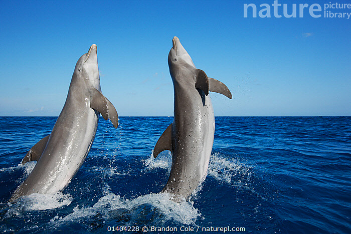 Stock photo of Bottlenosed dolphins (Tursiops truncatus) two tail ...