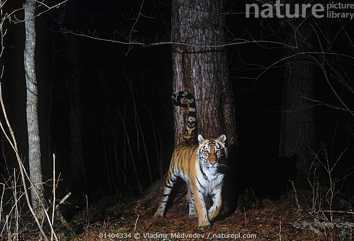 Stock photo of Camera trap image of wild female Siberian tiger ...