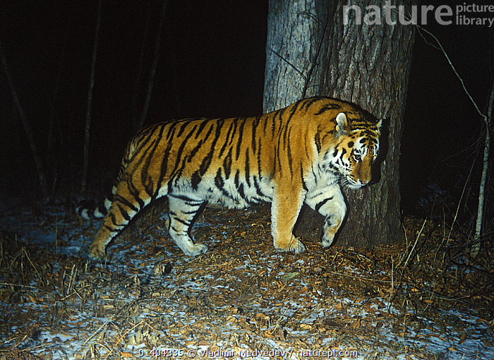 Stock photo of Camera trap image of wild male Siberian tiger (Panthera ...