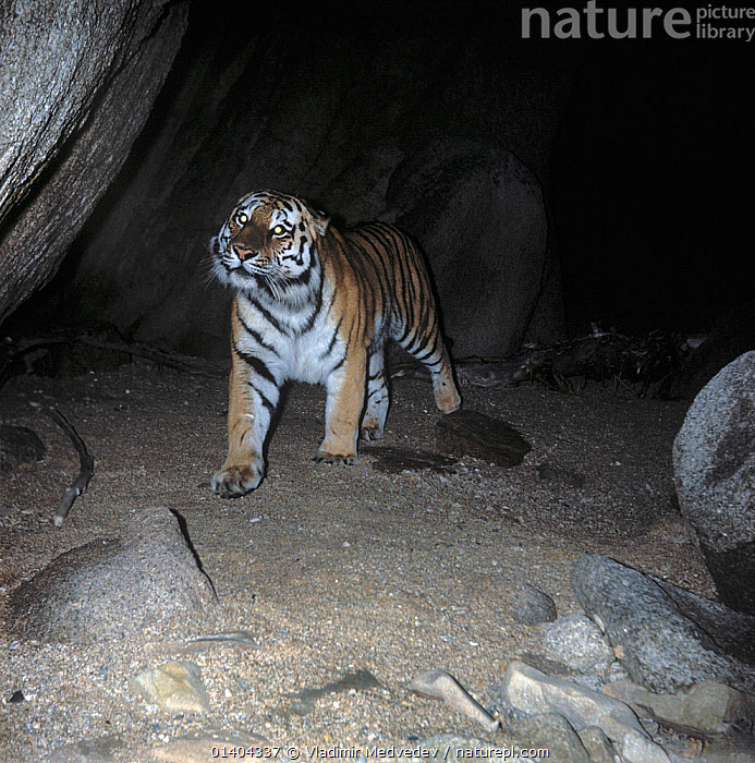 Stock photo of Camera trap image of wild Siberian tiger (Panthera ...