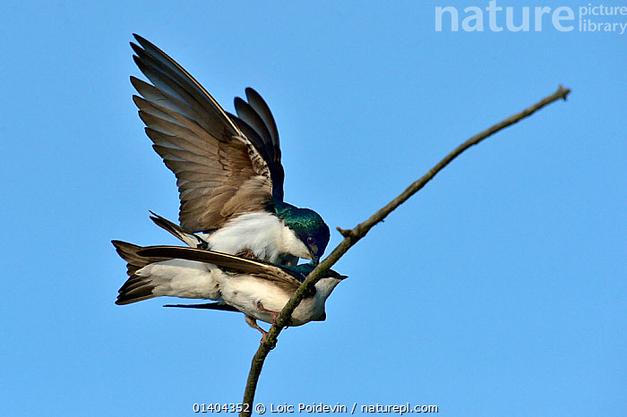 Stock photo of Tree swallows (Tachyneta bicolor) mating, Pointe Pelee ...