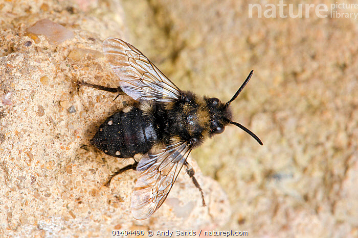 Stock photo of Cuckoo bee (Melecta albifrons) parasite of (Anthophora ...