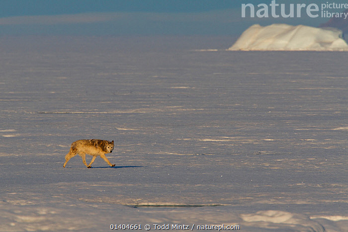 Stock photo of Male Arctic grey wolf (Canis lupus arctos) on sea ice ...