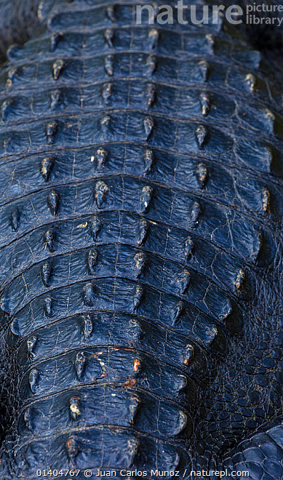 Stock photo of Dorsal scales of American Alligator (Alligator ...