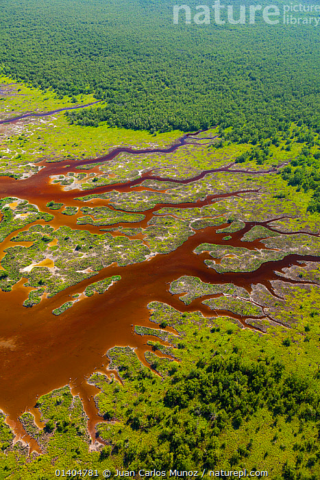 Florida Everglades Rainforest Stock Photo Of Aerial View Over