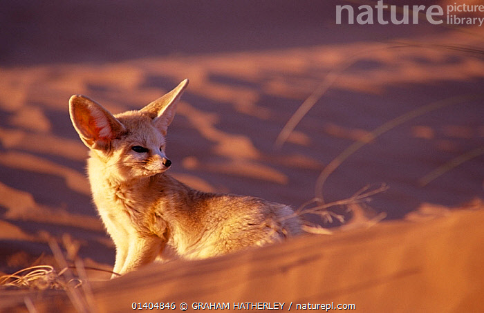 Stock photo of Fennec Fox (Fennecus zerda) on sands. Captive. Morocco ...