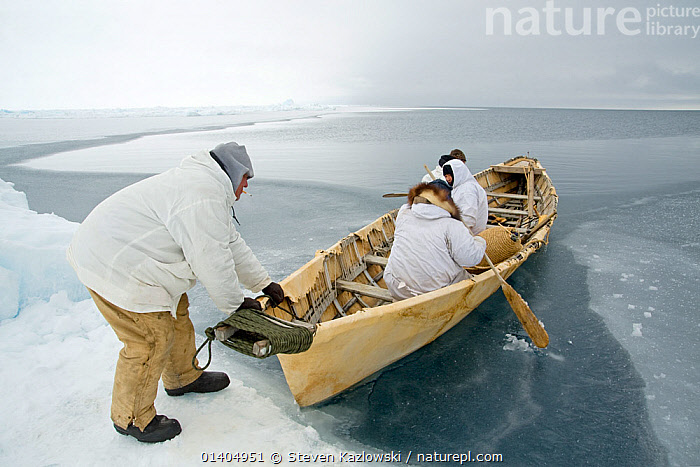 Stock photo of Inupiaq subsistence whalers get into their umiak - or ...