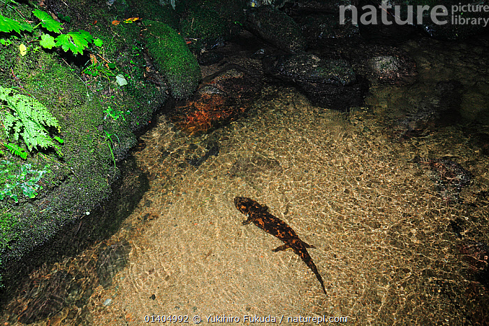 Stock photo of Japanese giant salamander (Andrias japonicus) outside ...