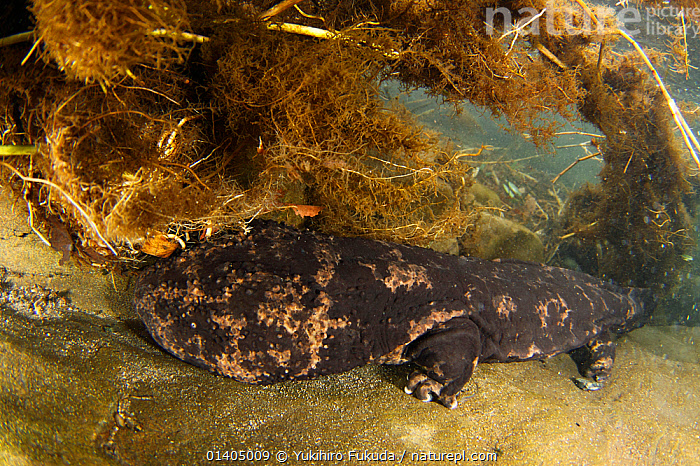 Japanese Giant Salamanders Giant Salamander Emerges From River In 9074