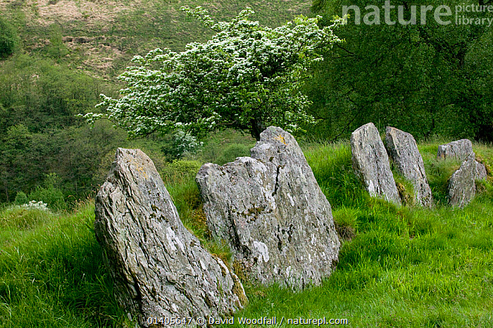 Stock photo of Slabs of rock being used as field boundary in ...