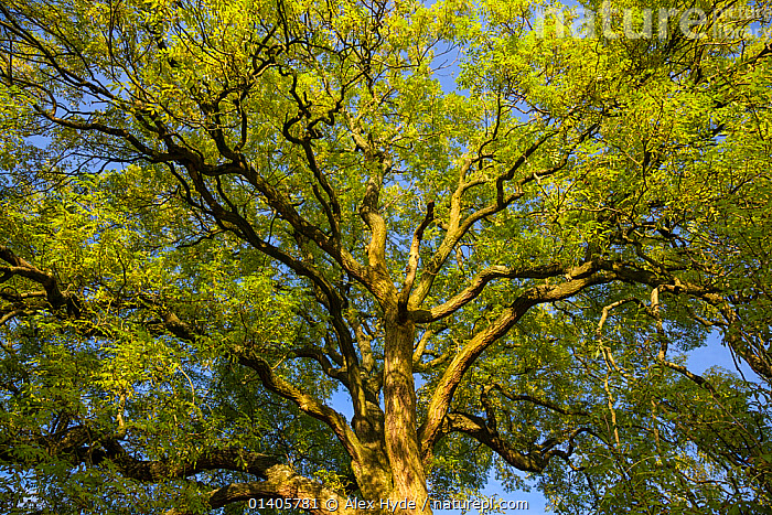 Stock photo of Ash tree (Fraxinus excelsior) looking up to canopy, Peak ...
