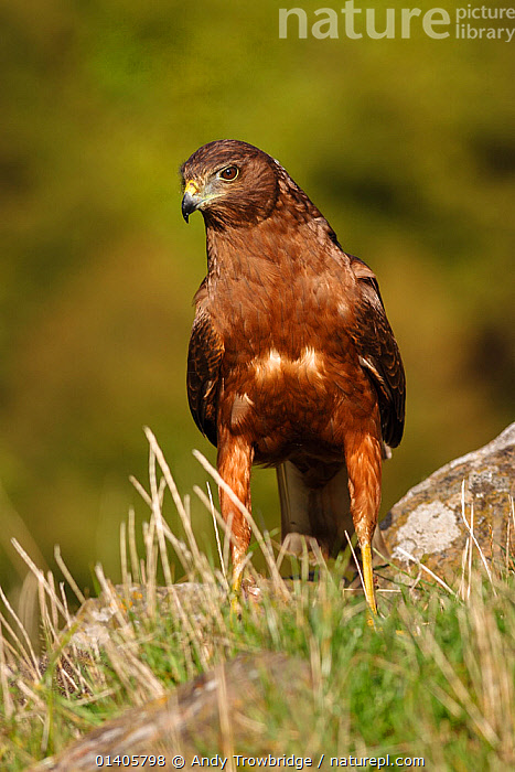 Stock photo of Australasian Harrier / Harrier hawk / Swamp Harrier ...