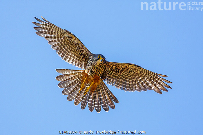 Falcon Flying 7 Fascinating Falcon Bird Facts You Should Know Birds