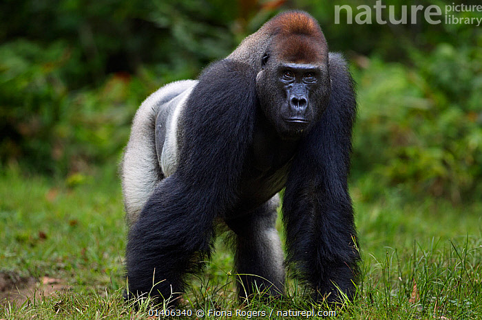 Stock photo of Western lowland gorilla (Gorilla gorilla gorilla ...