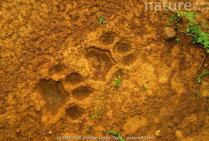 Stock photo of Leopard (Panthera pardus) footprints, Niokolo Koba ...
