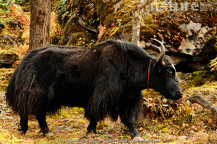 Stock photo of Domestic Yak (Bos grunniens) Sagarmatha National Park (World Heritage…. Available ...