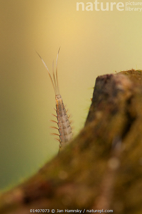 Stock photo of Minnow mayfly nymph (Ephemeroptera, family Baetidae ...