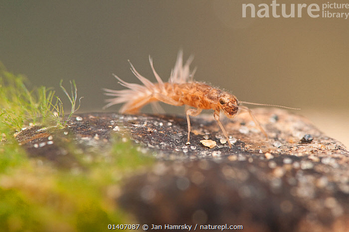 Stock photo of Prong-gilled mayfly nymph (Ephemeroptera, family ...
