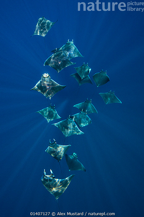 Stock photo of A school of lesser devil rays (Mobula hypostoma) flying ...