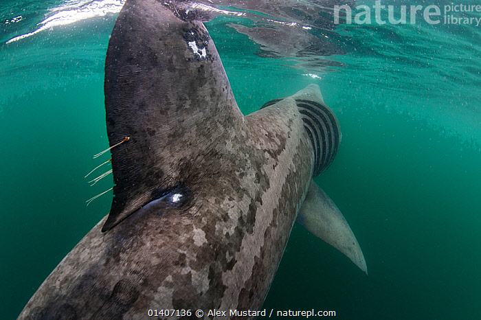 Stock photo of Basking shark (Cetorhinus maximus) rear view of shark ...