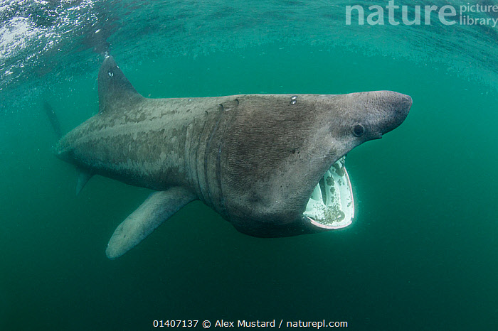 Stock photo of Basking shark (Cetorhinus maximus) feeding at the ...