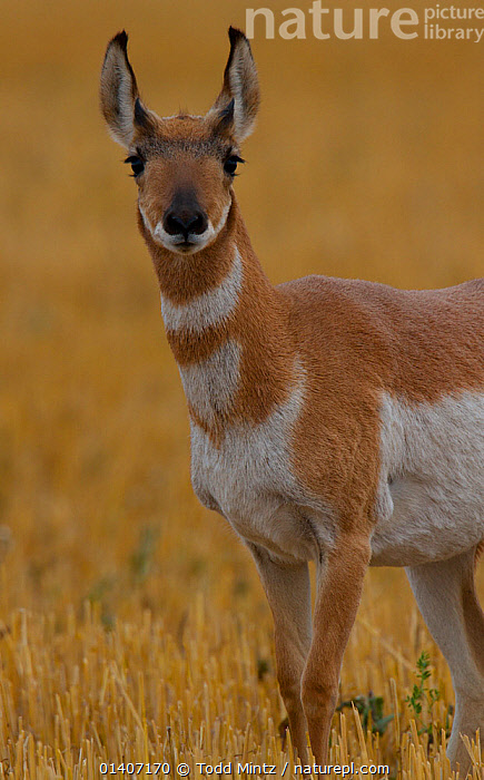Stock photo of Pronghorn Antelope(Antilocapra americana) young on the ...