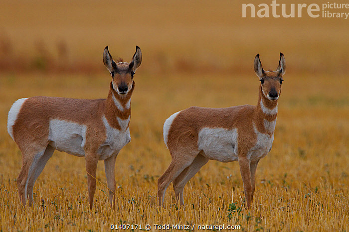 Stock photo of Pronghorn Antelope(Antilocapra americana) young siblings ...