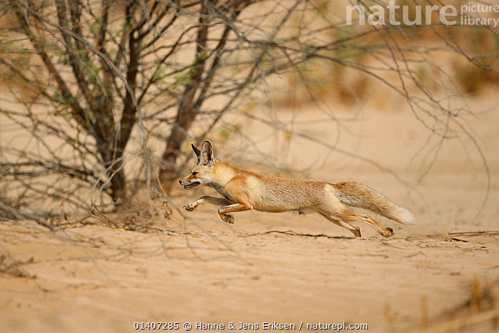 Stock photo of Arabian red fox (Vulpes vulpes arabica) running, Oman ...