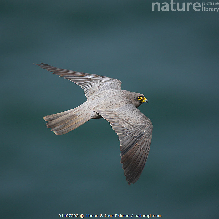 Stock photo of Sooty falcon (Falco concolor) in flight, Oman, August ...