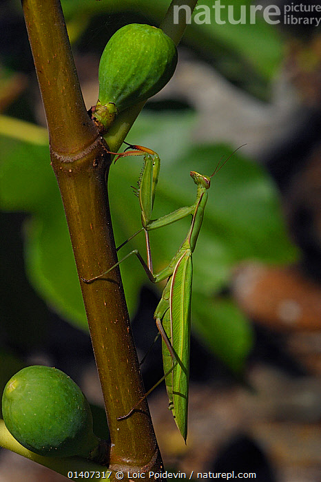 Stock photo of European praying mantis (Mantis religiosa) in fig tree ...