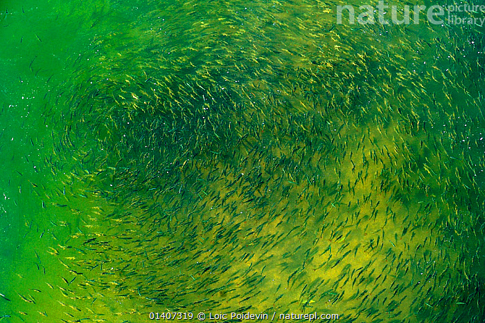 Stock photo of Looking down on shoal of small freshwater fish, in river ...