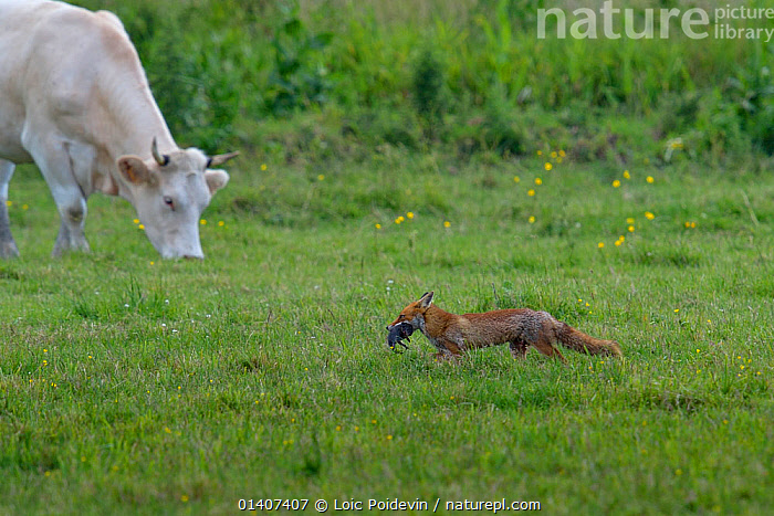 Stock photo of Red fox (Vulpes vulpes) with rat prey in mouth, walking ...