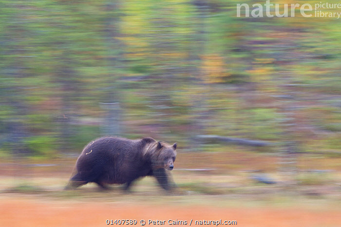 Stock photo of European brown bear (Ursus arctos) prowling through ...